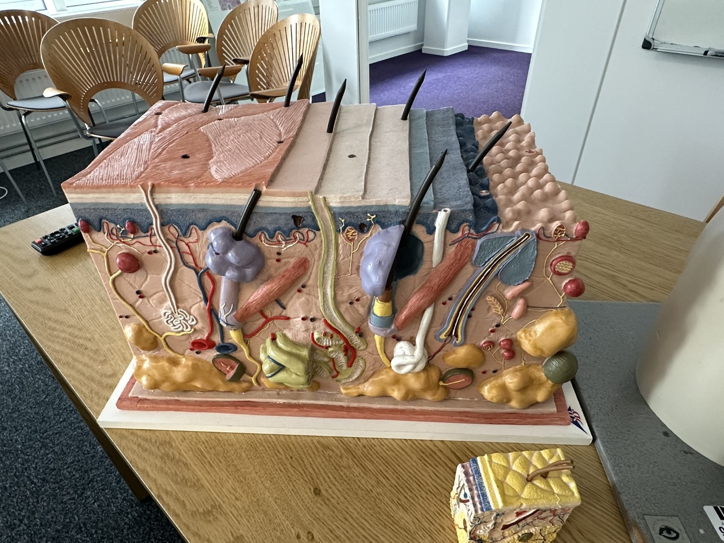 Anatomical models and anatomical printing - PS Auction - We value the ...