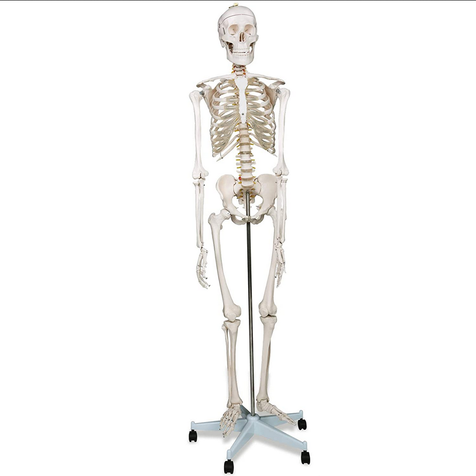 Anatomical skeleton model with stand and extras - PS Auction - We value ...