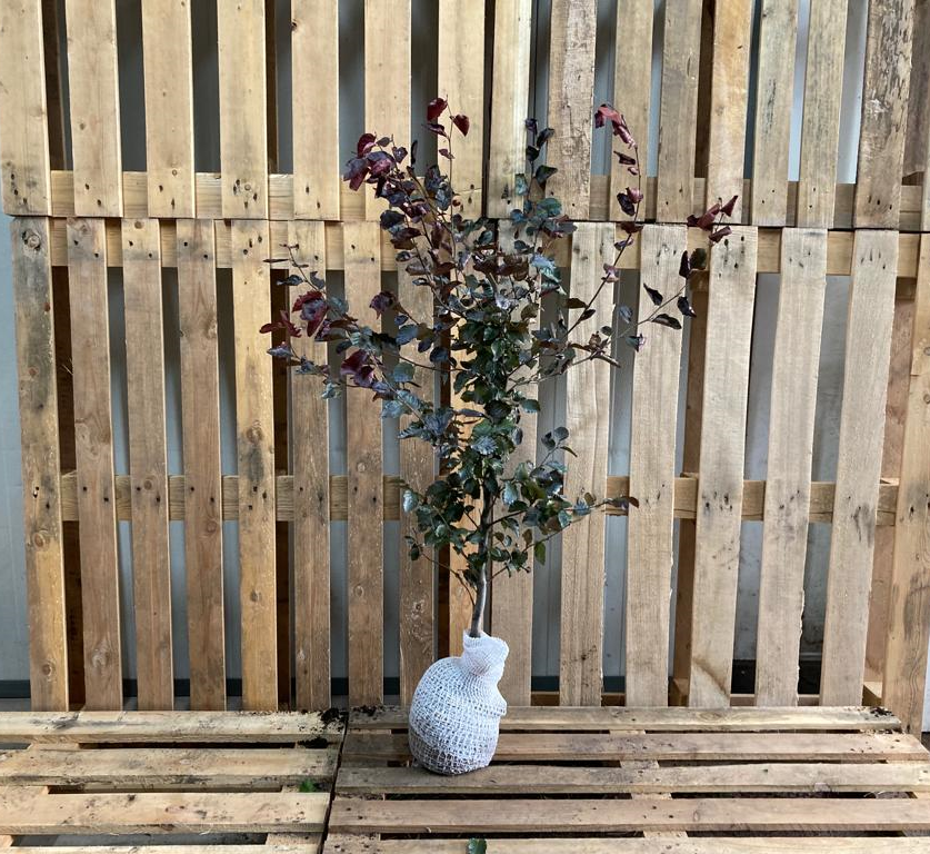 135 hedge plants - Beech/ blood beech, Fagus sylvatica "atropunicea ...