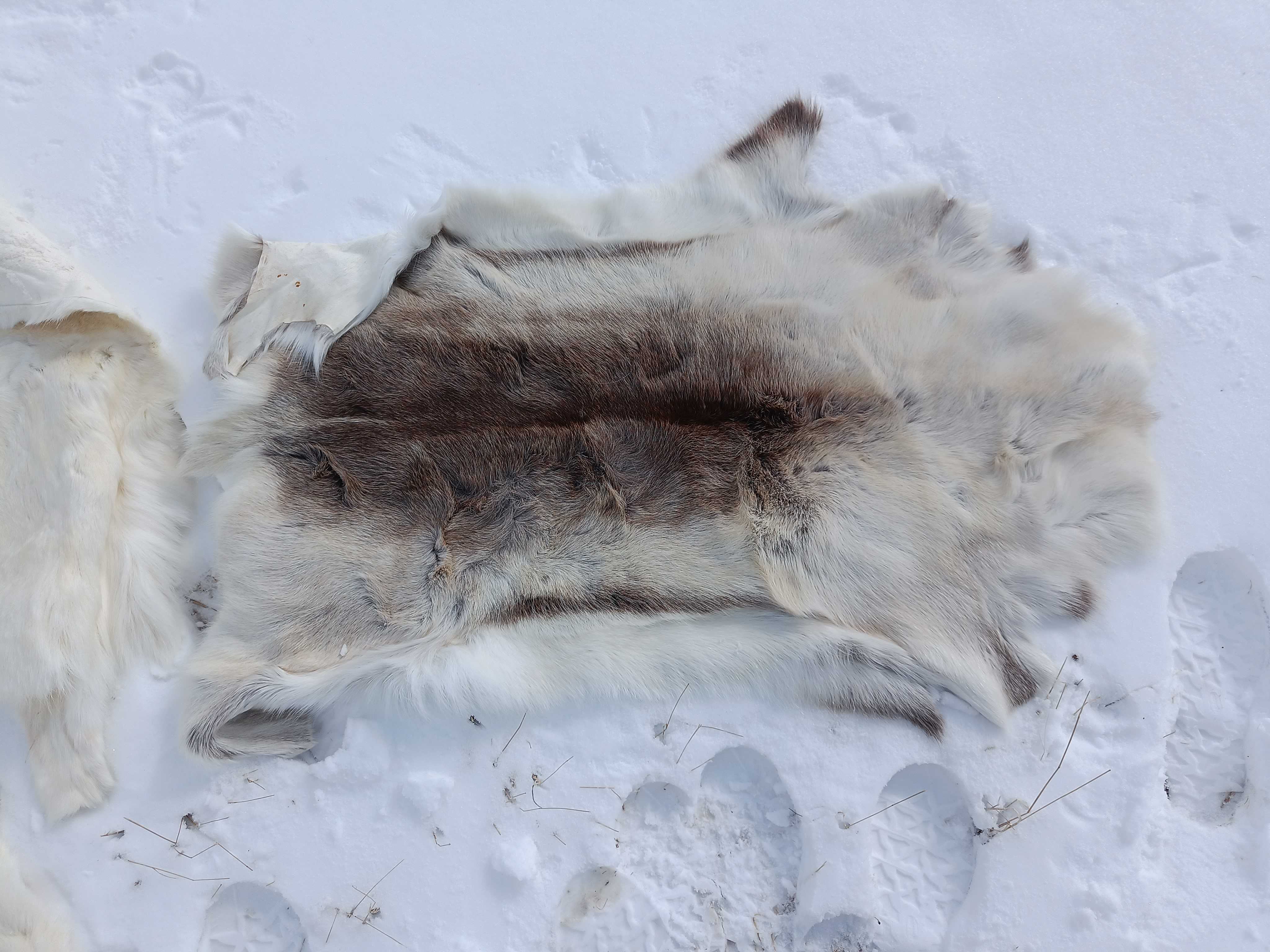 Six reindeer skins - PS Auction - We value the future - Largest in net ...