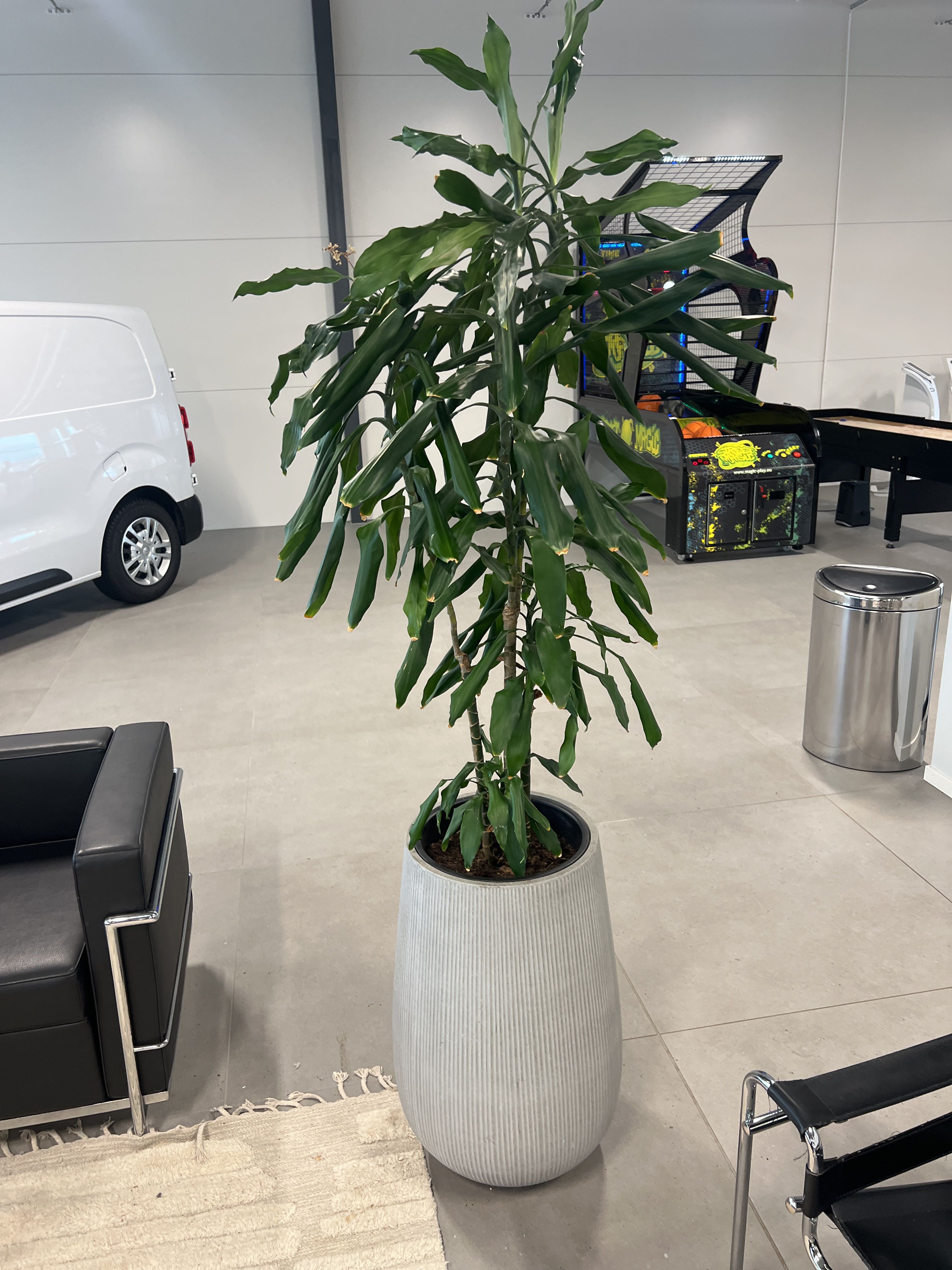 Växter, Soffgrupp, fåtöljer, matta & bord - Auktioner online ...