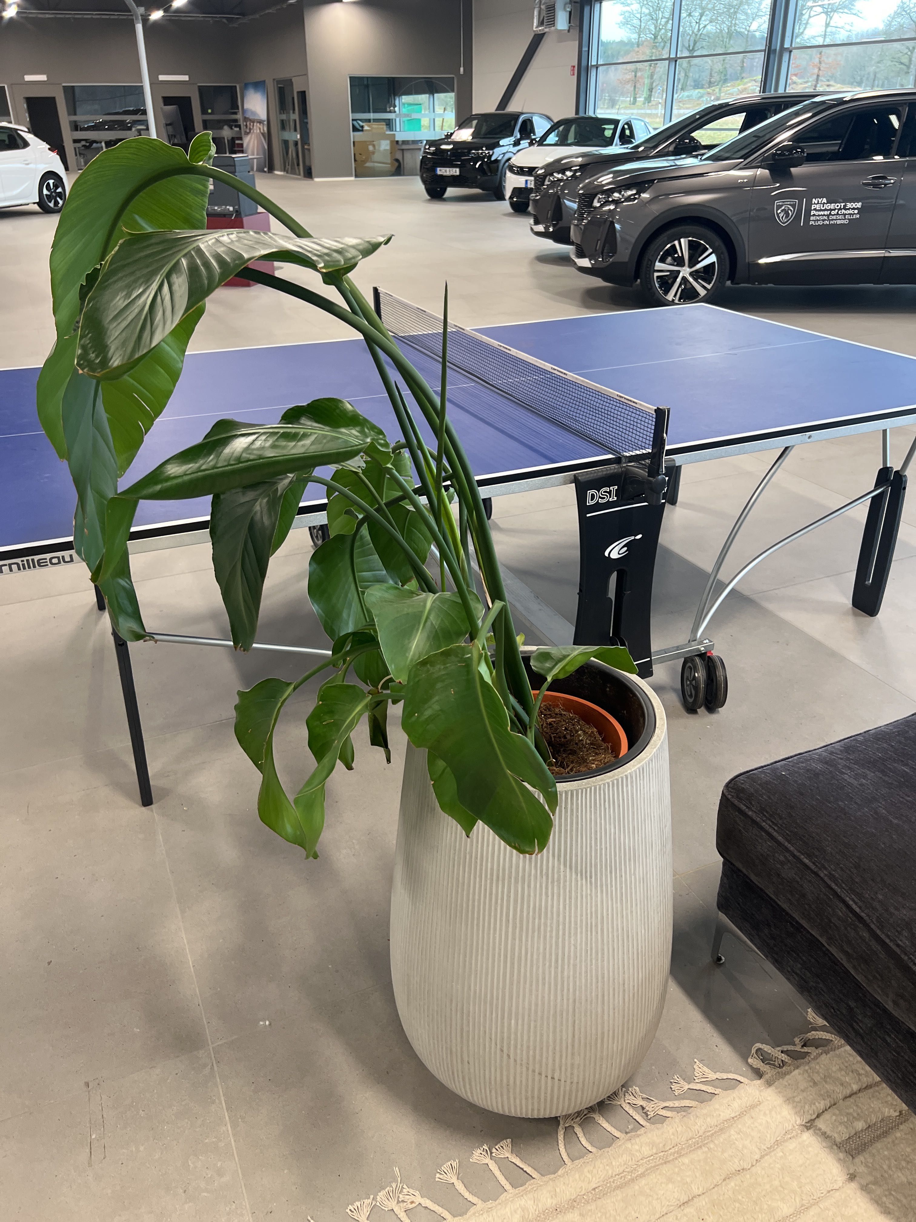 Växter, Soffgrupp, fåtöljer, matta & bord - Auktioner online ...