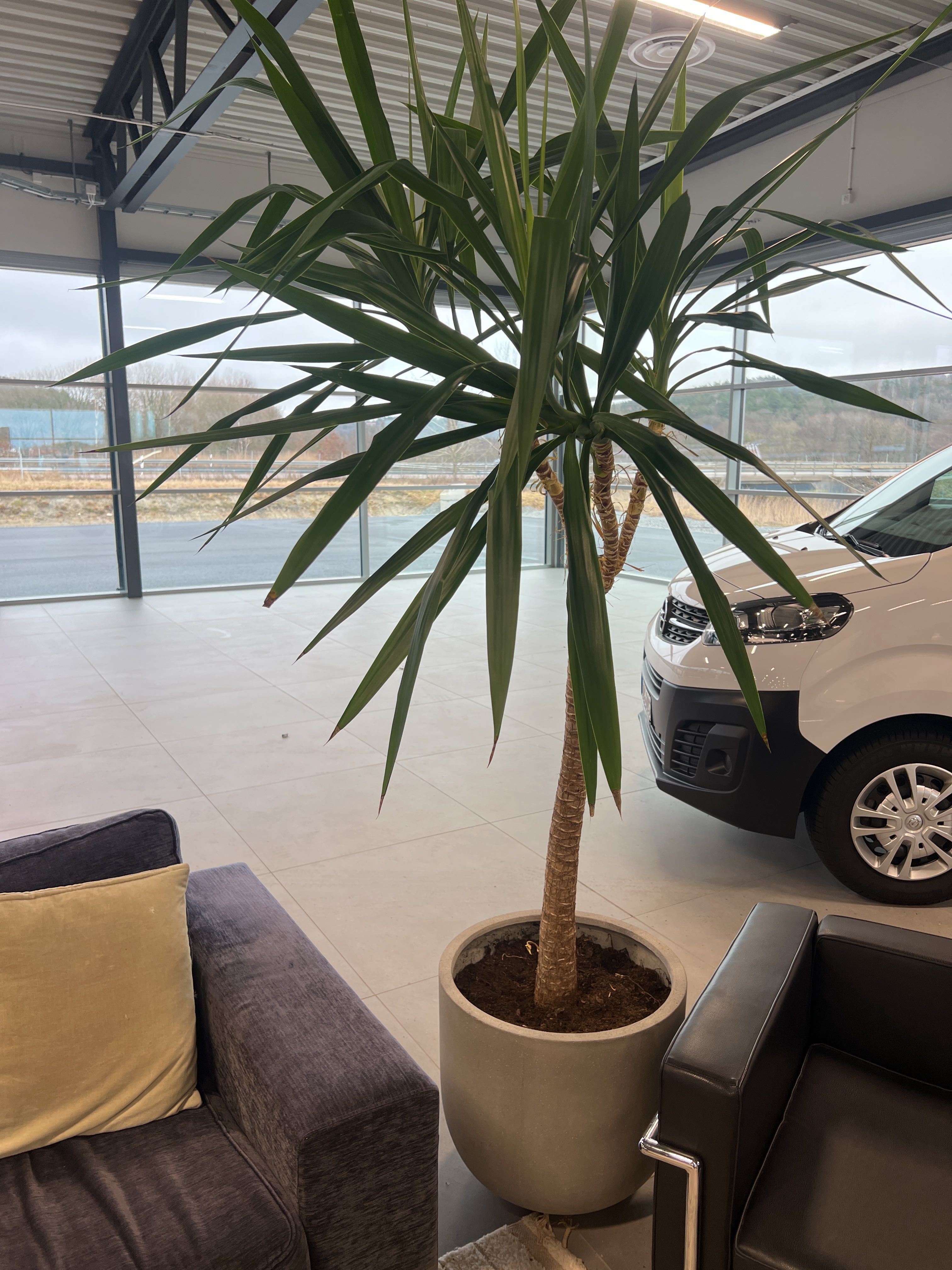 Växter, Soffgrupp, fåtöljer, matta & bord - Auktioner online ...