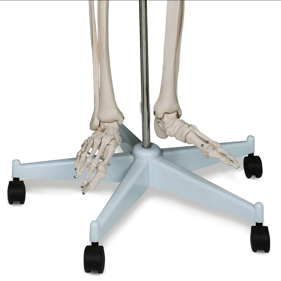 Anatomical skeleton model with stand and extras - PS Auction - We value ...