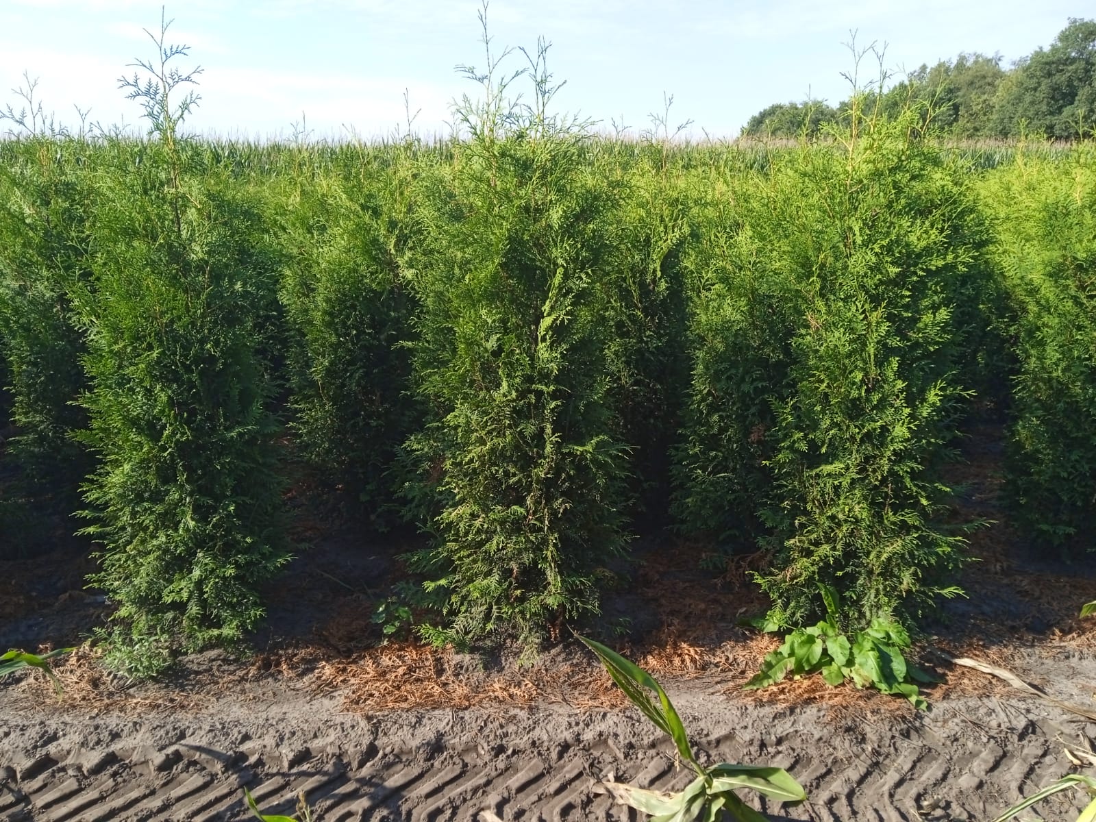25 hedge plants, Thuja 'Brabant' 200+ cm - PS Auction - We value the ...