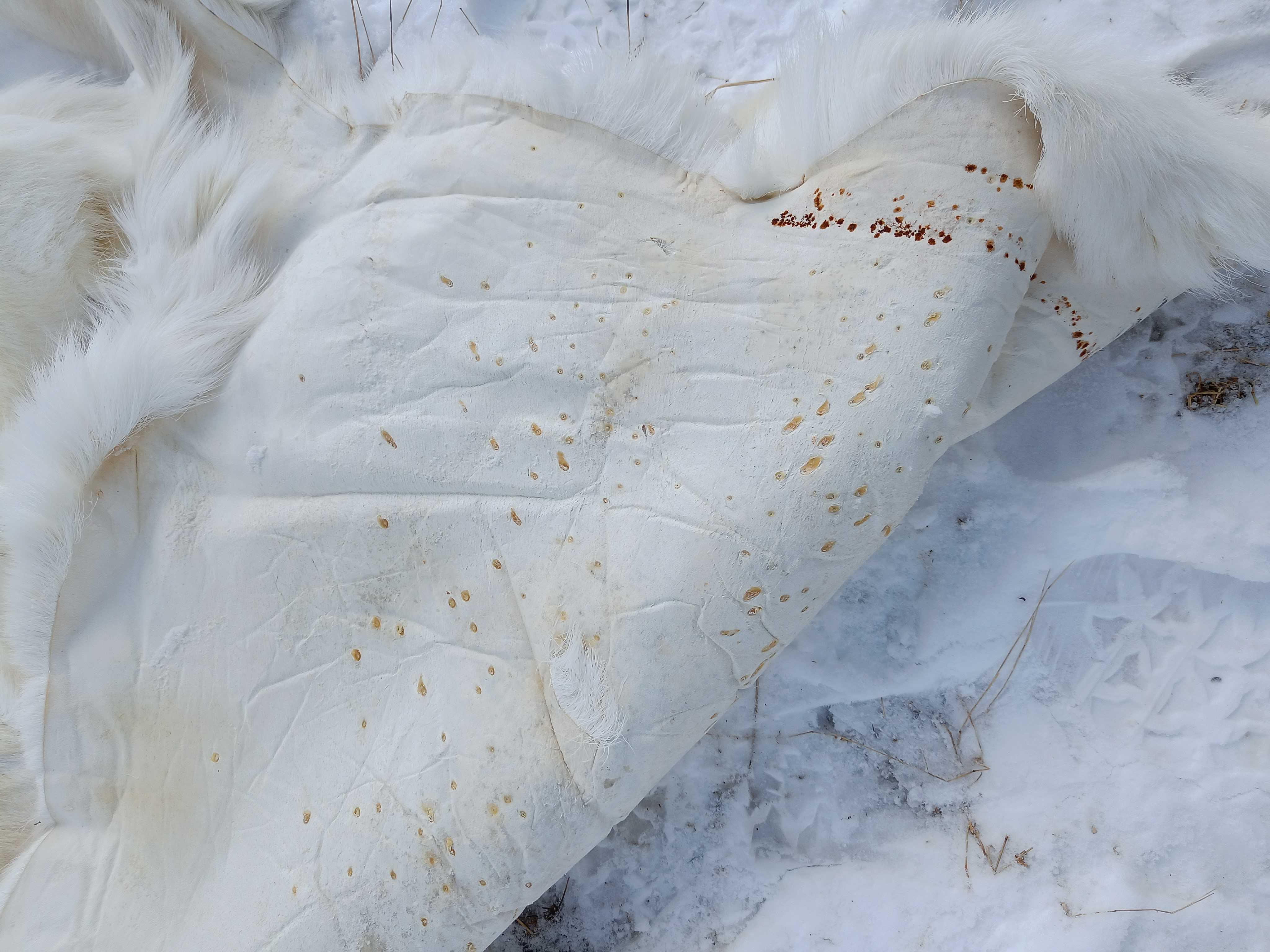 Six reindeer skins - PS Auction - We value the future - Largest in net ...