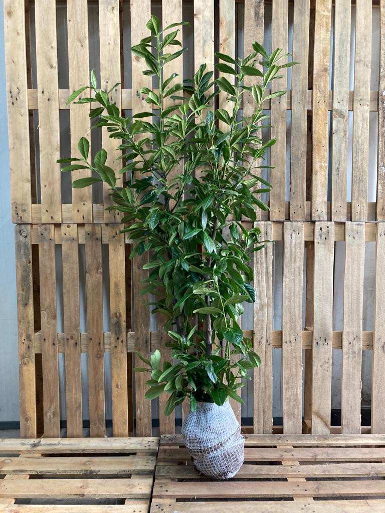 80 hedge plants - Laurel hedge, Prunus laurocerasus 'Novita' 100+ cm ...