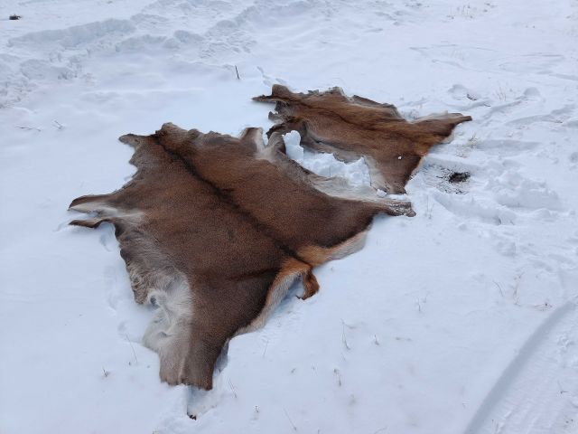 Two pieces of moose skin - PS Auction - We value the future - Largest ...