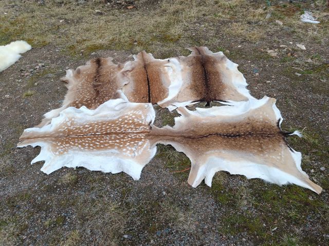 Five pieces of deer skin - PS Auction - We value the future - Largest ...