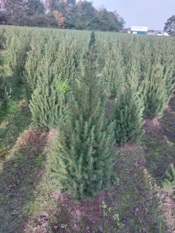 125pcs sugar pine, Picea glauca 'Conica' 50-60cm - PS Auction - We ...