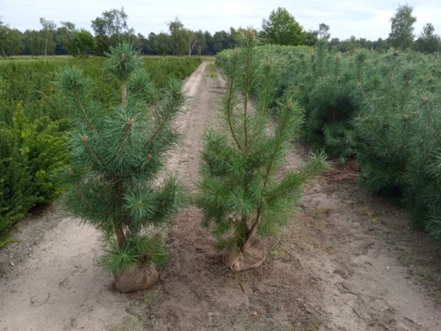 25 pine seedlings, Pinus Sylvestris, 100-120cm - PS Auction - We value ...